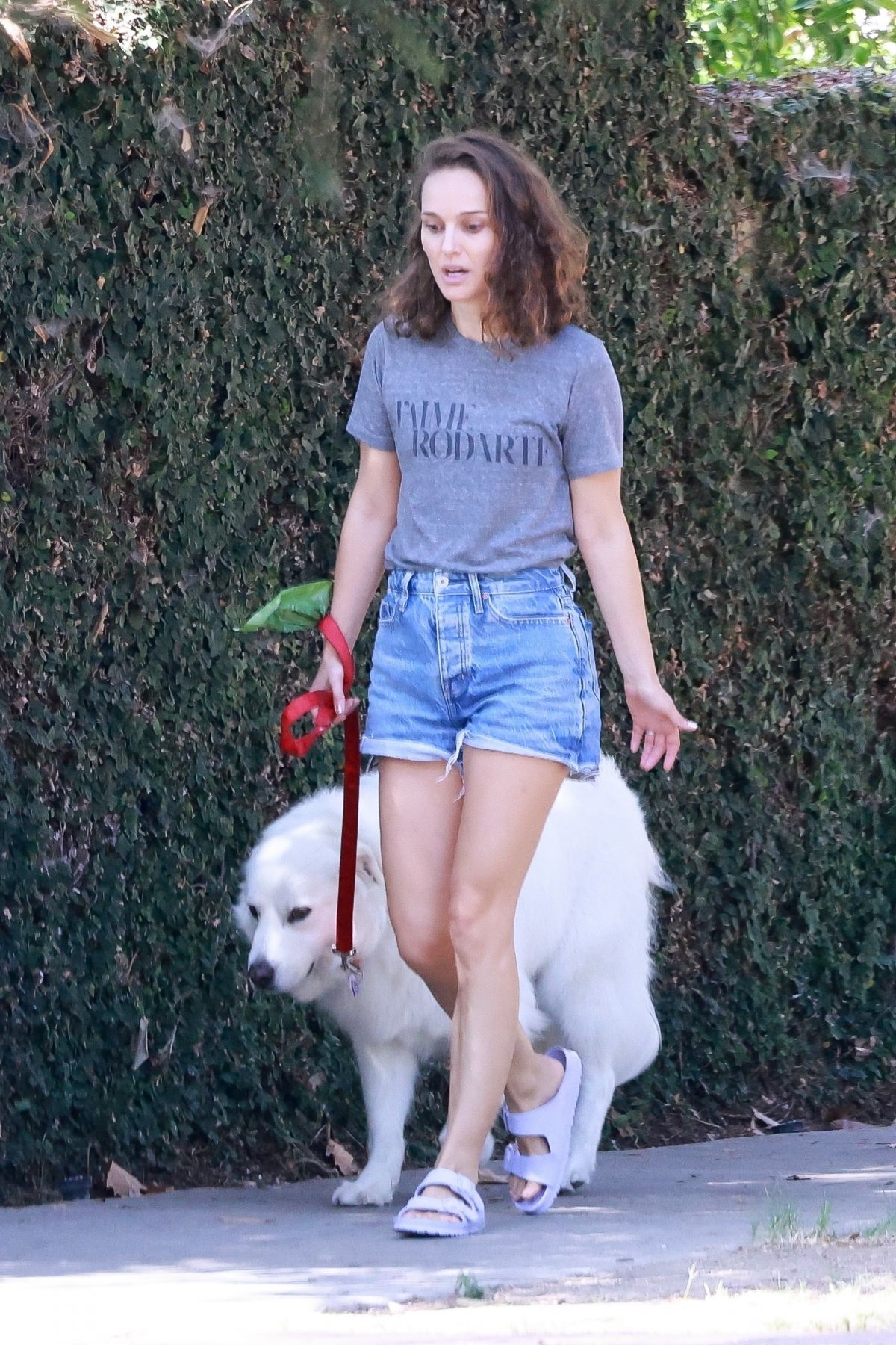 NATALIE PORTMAN Out with Her Dog in Los Feliz 08/29/2022 – HawtCelebs